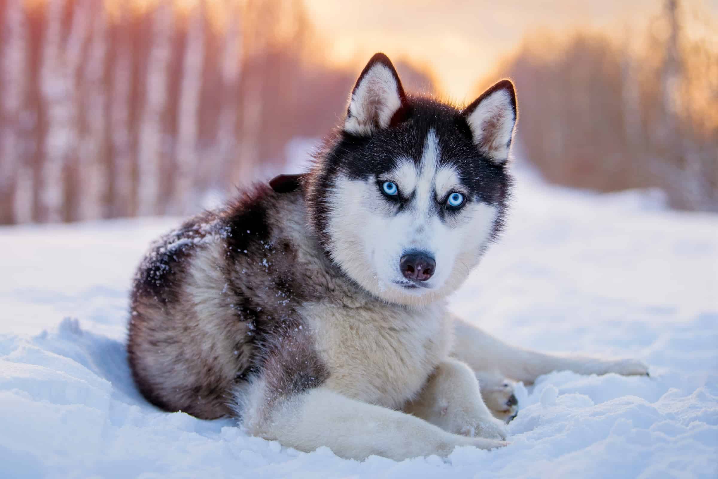 Why Do Huskies Have Blue Eyes? (Facts & Genetics Explained!)