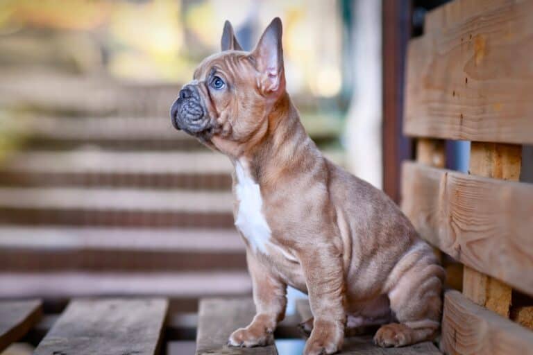 Blue Fawn French Bulldog: Facts, Pictures, Health & Traits