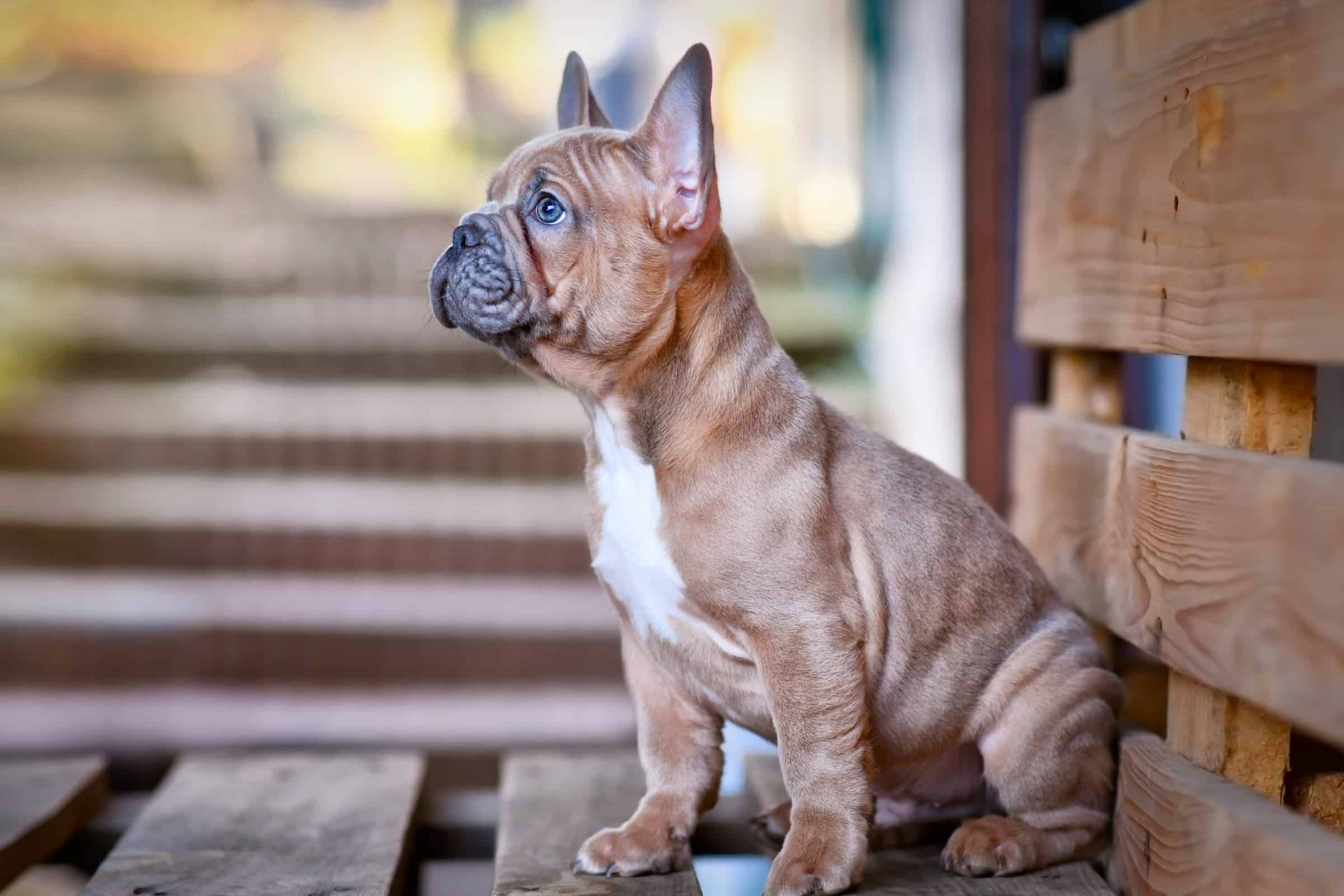 Blue Fawn French Bulldog: Facts, Pictures, Health & Traits