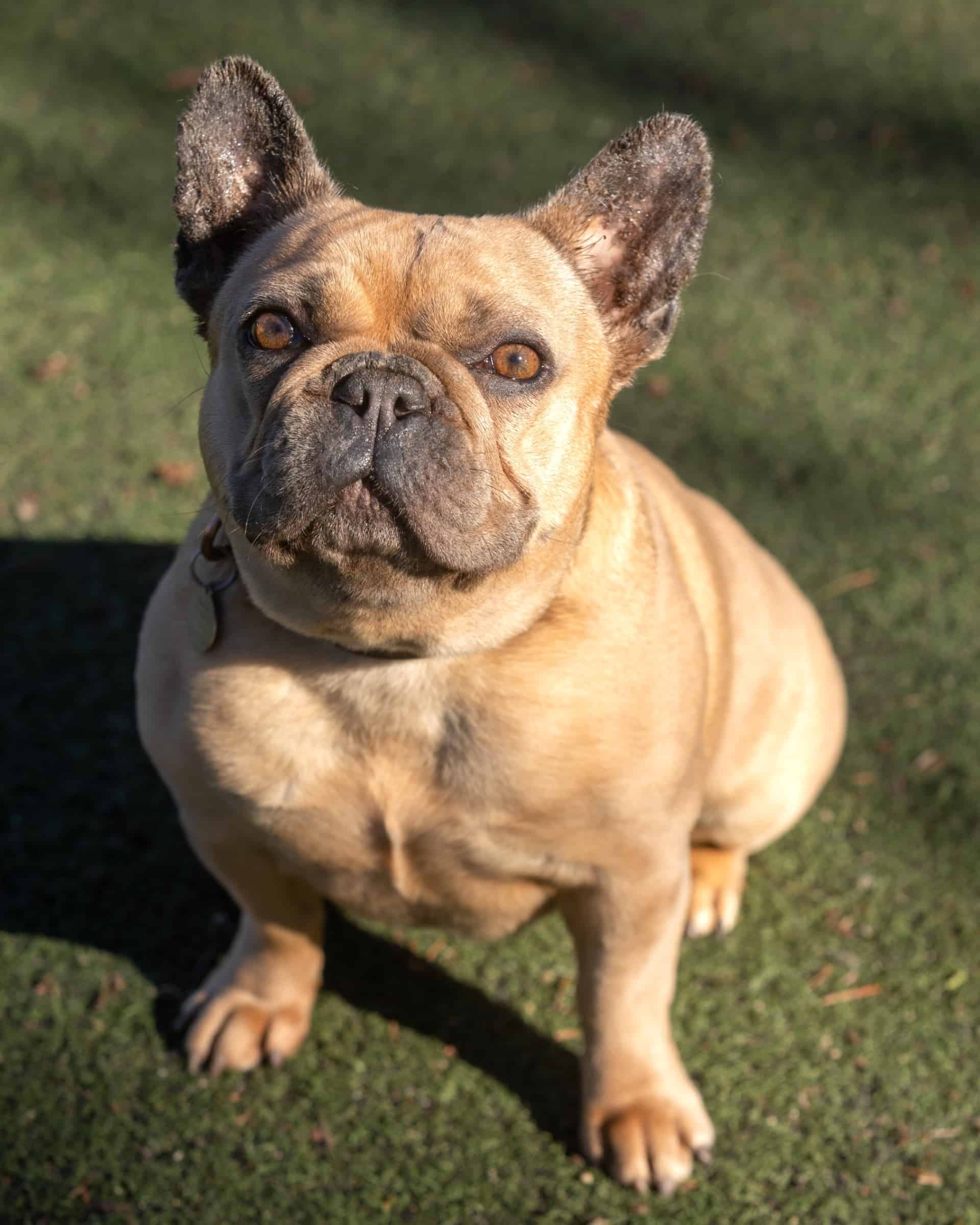 Grey French Bulldog: Appearance, Genetics, Pictures & Facts