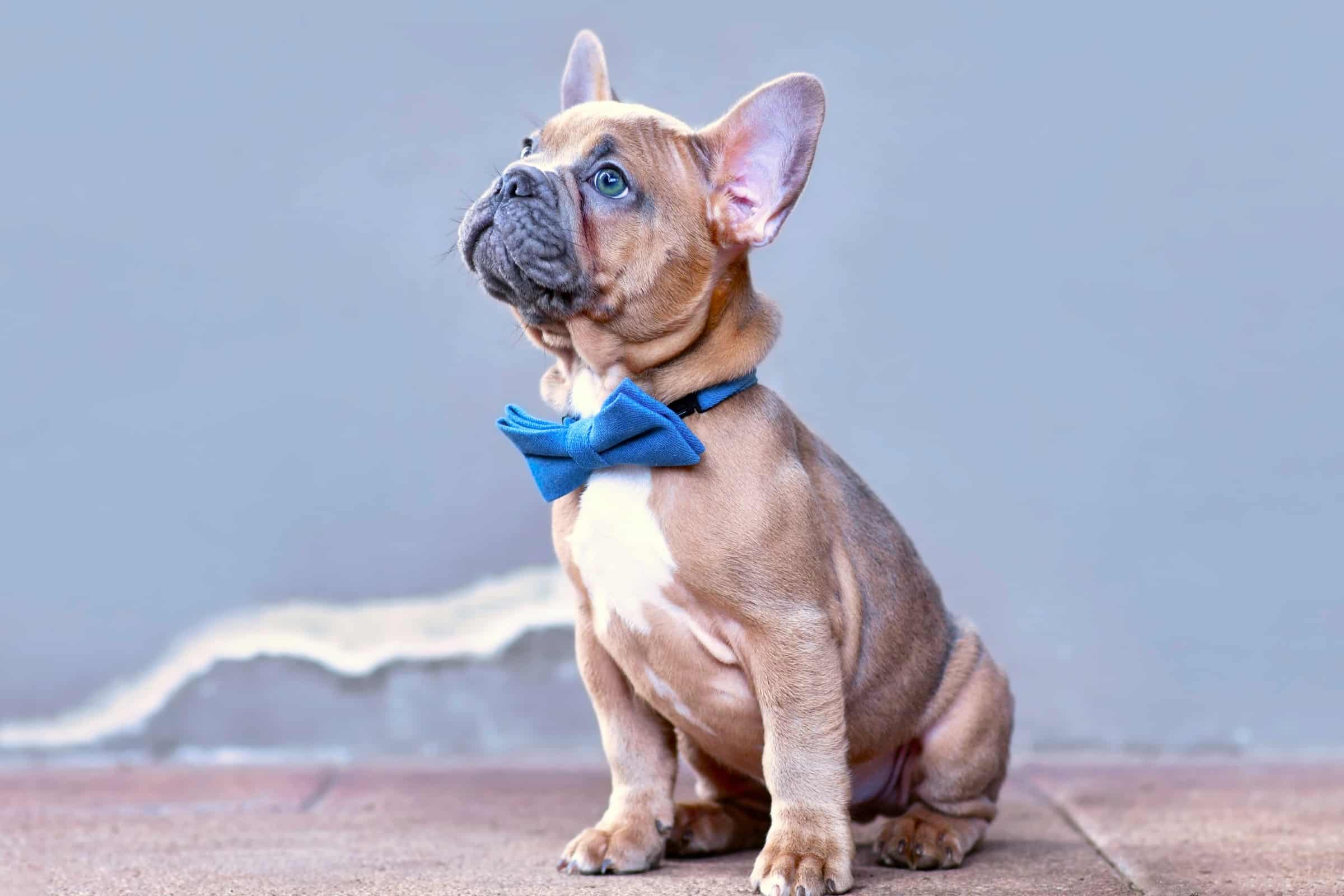 Blue Fawn French Bulldog: Facts, Pictures, Health & Traits