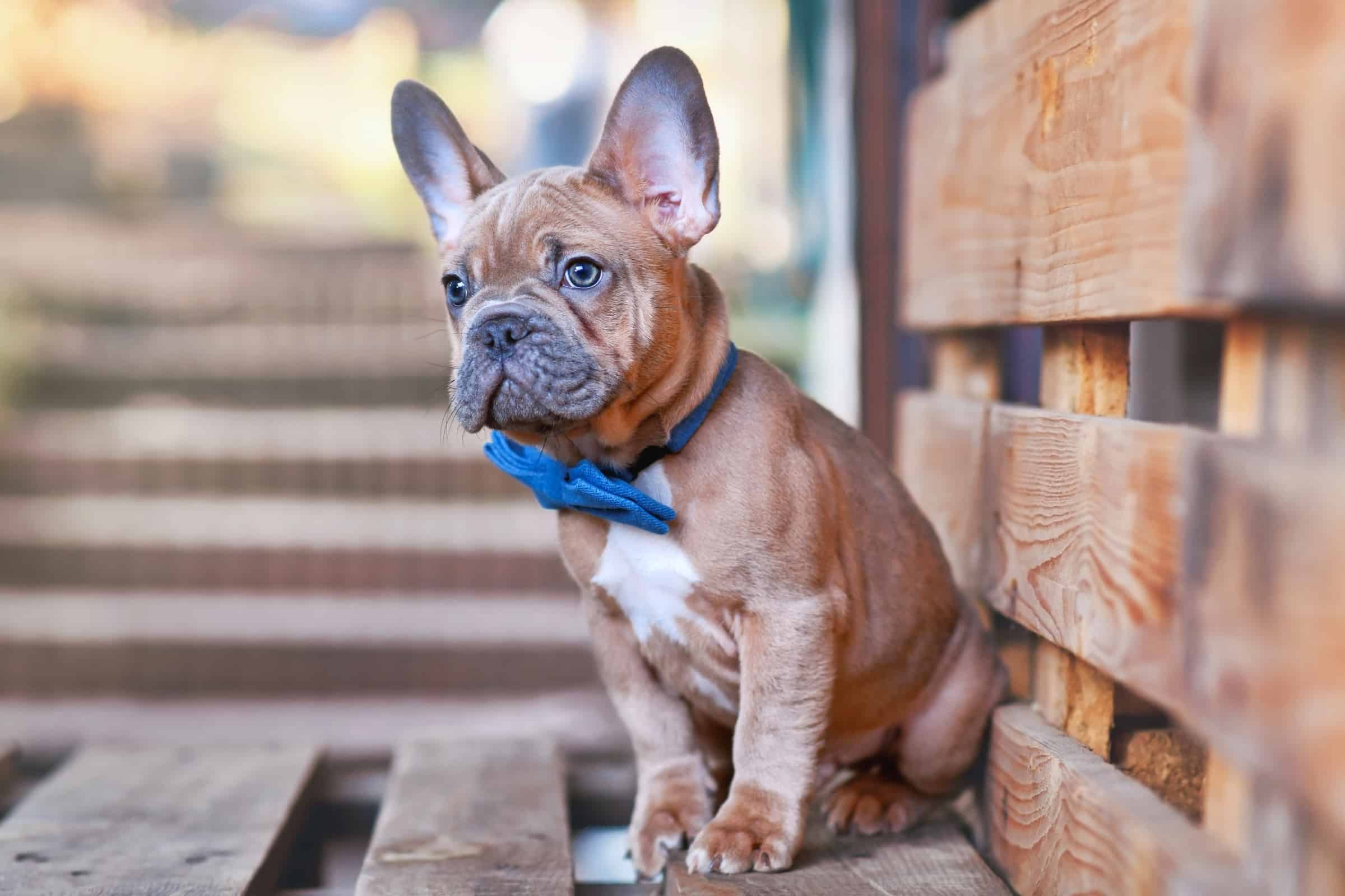 Blue Fawn French Bulldog: Facts, Pictures, Health & Traits