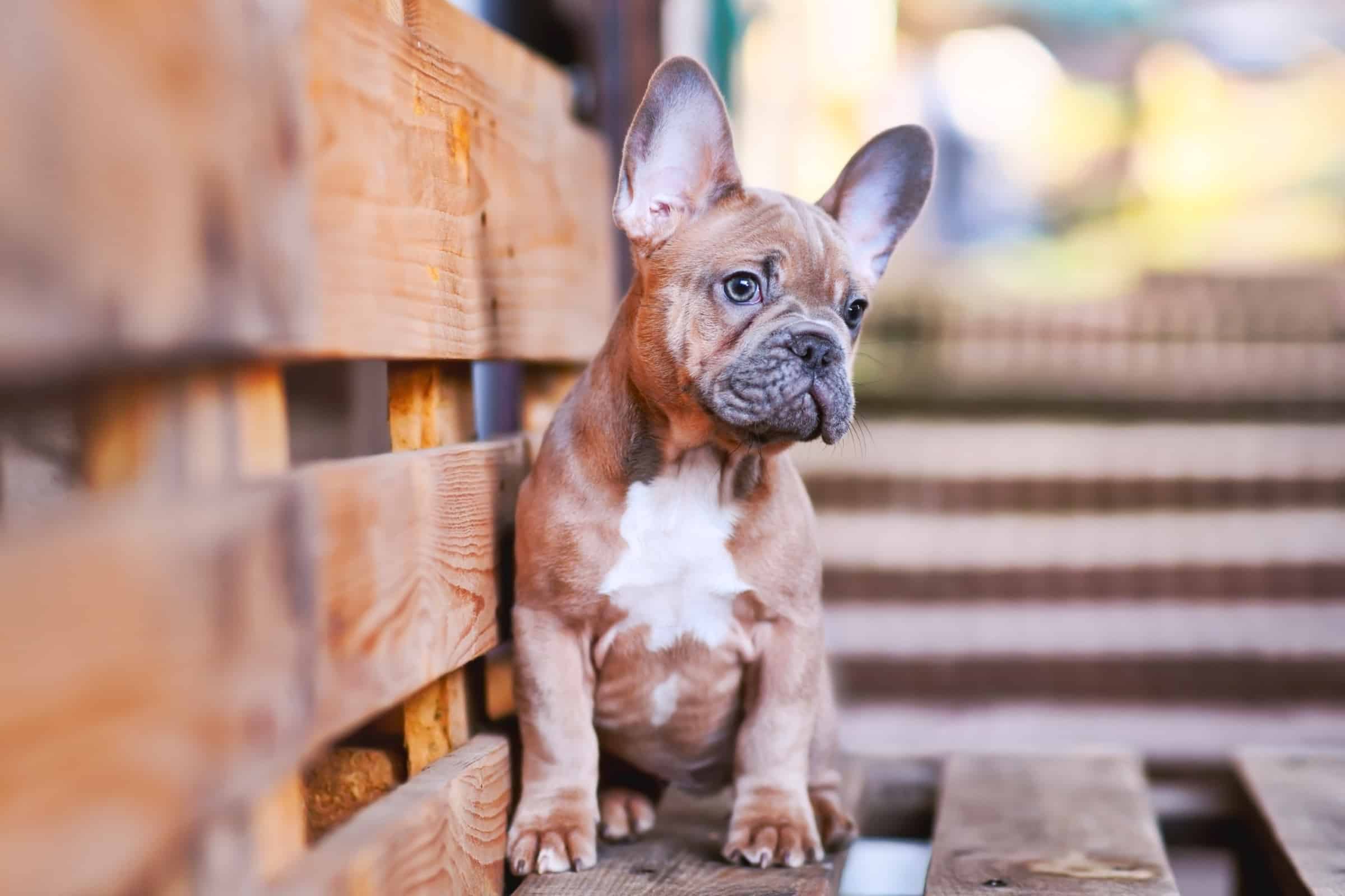 Blue Fawn French Bulldog: Facts, Pictures, Health & Traits