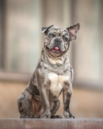 Grey French Bulldog: Appearance, Genetics, Pictures & Facts