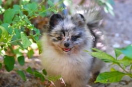 Blue Merle Pomeranian: Info, Genetics, Health & Facts