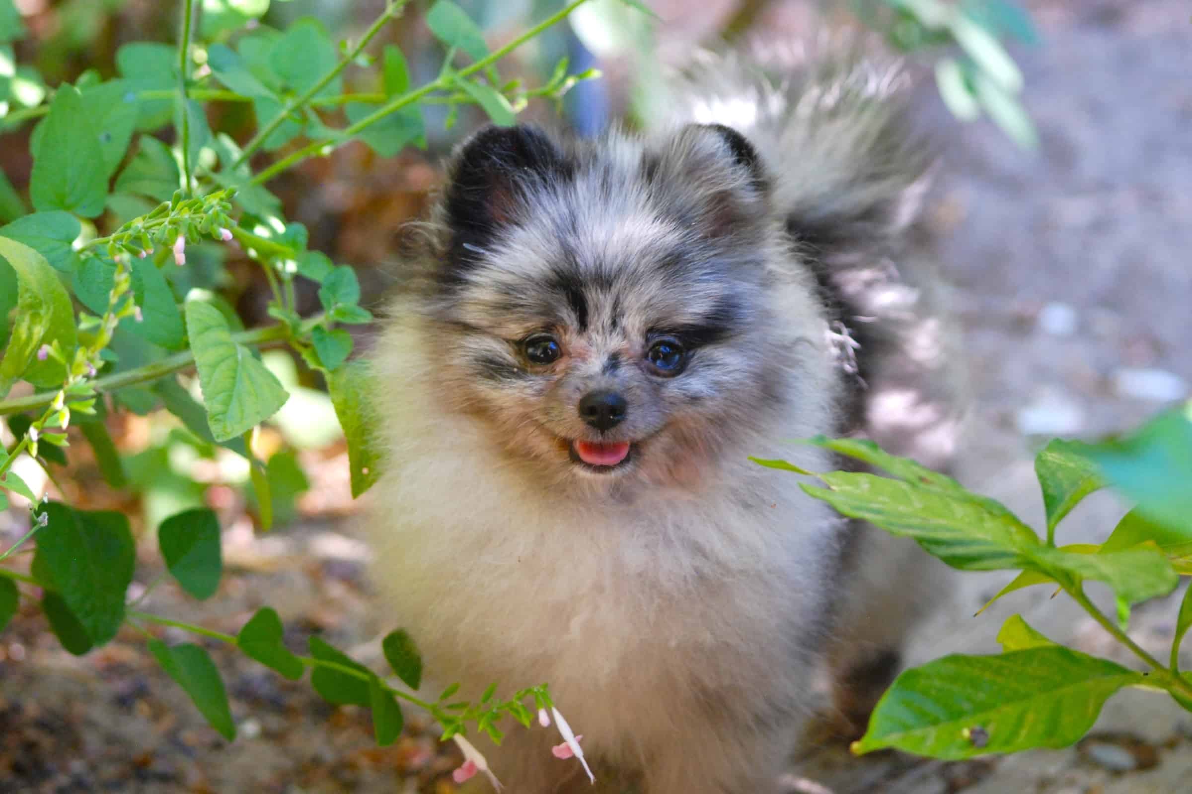 Blue Merle Pomeranian: Info, Genetics, Health & Facts