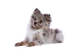 Blue Merle Pomeranian: Info, Genetics, Health & Facts