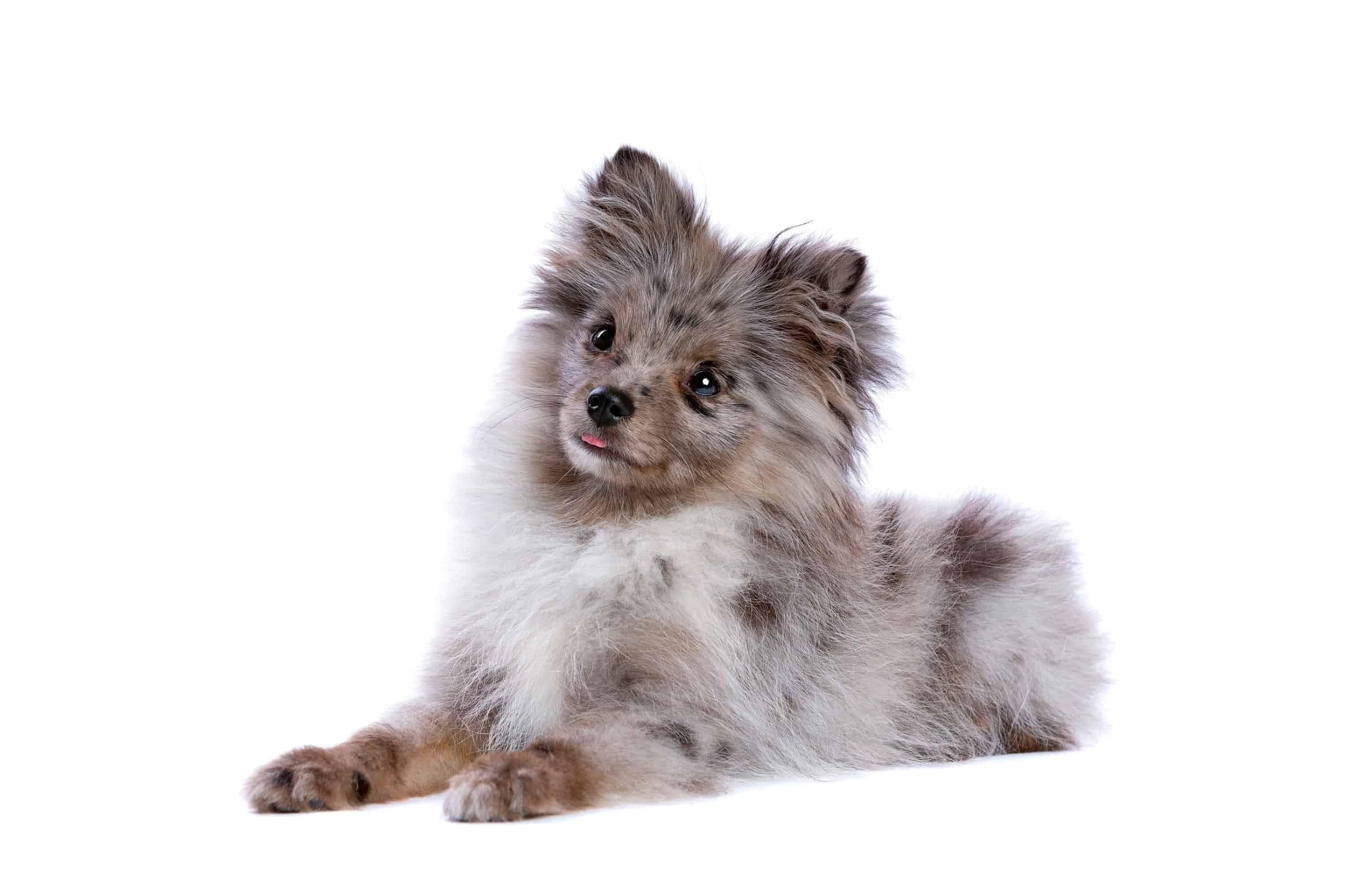 Blue Merle Pomeranian: Info, Genetics, Health & Facts