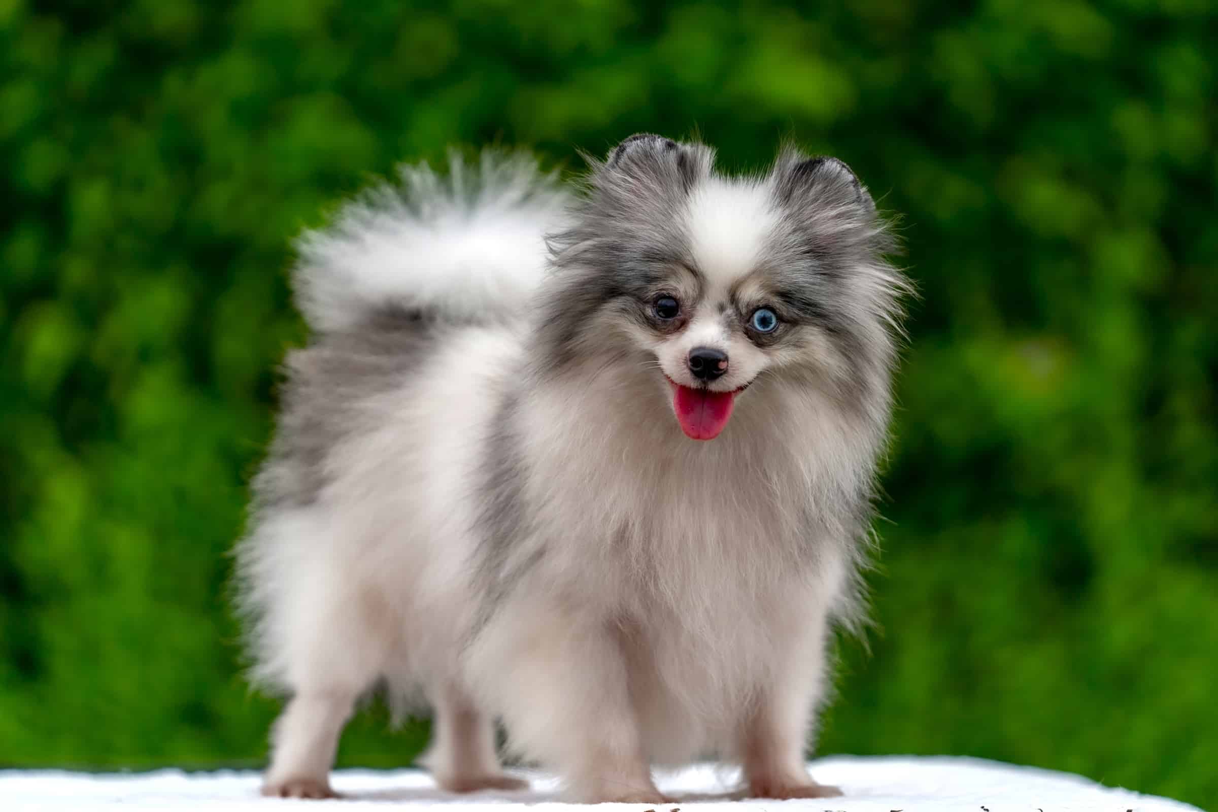 Blue Merle Pomeranian: Info, Genetics, Health & Facts