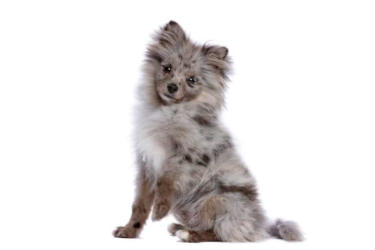 Blue Merle Pomeranian: Info, Genetics, Health & Facts