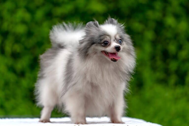Blue Merle Pomeranian: Info, Genetics, Health & Facts