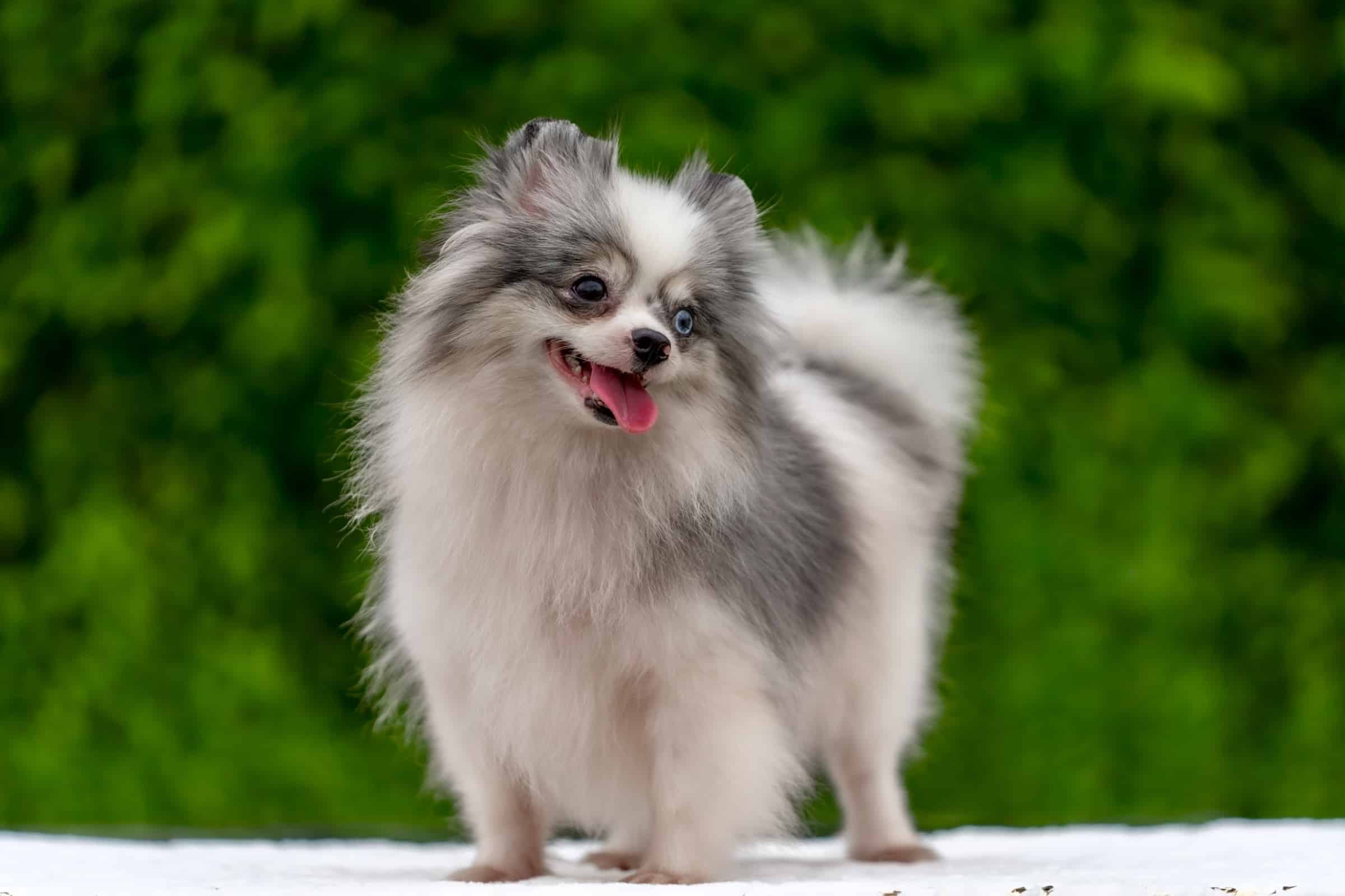 Blue Merle Pomeranian: Info, Genetics, Health & Facts