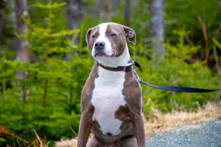 Blue Nose Pitbull: Info, Genetics, Puppy Prices, Pictures & FAQs