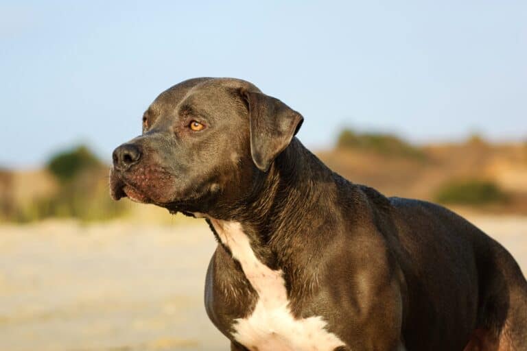Blue Nose Pitbull: Info, Genetics, Puppy Prices, Pictures & FAQs