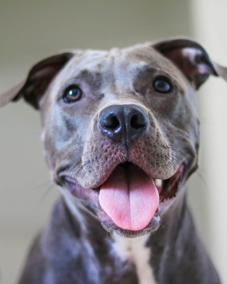 Blue Nose Pitbull: Info, Genetics, Puppy Prices, Pictures & FAQs