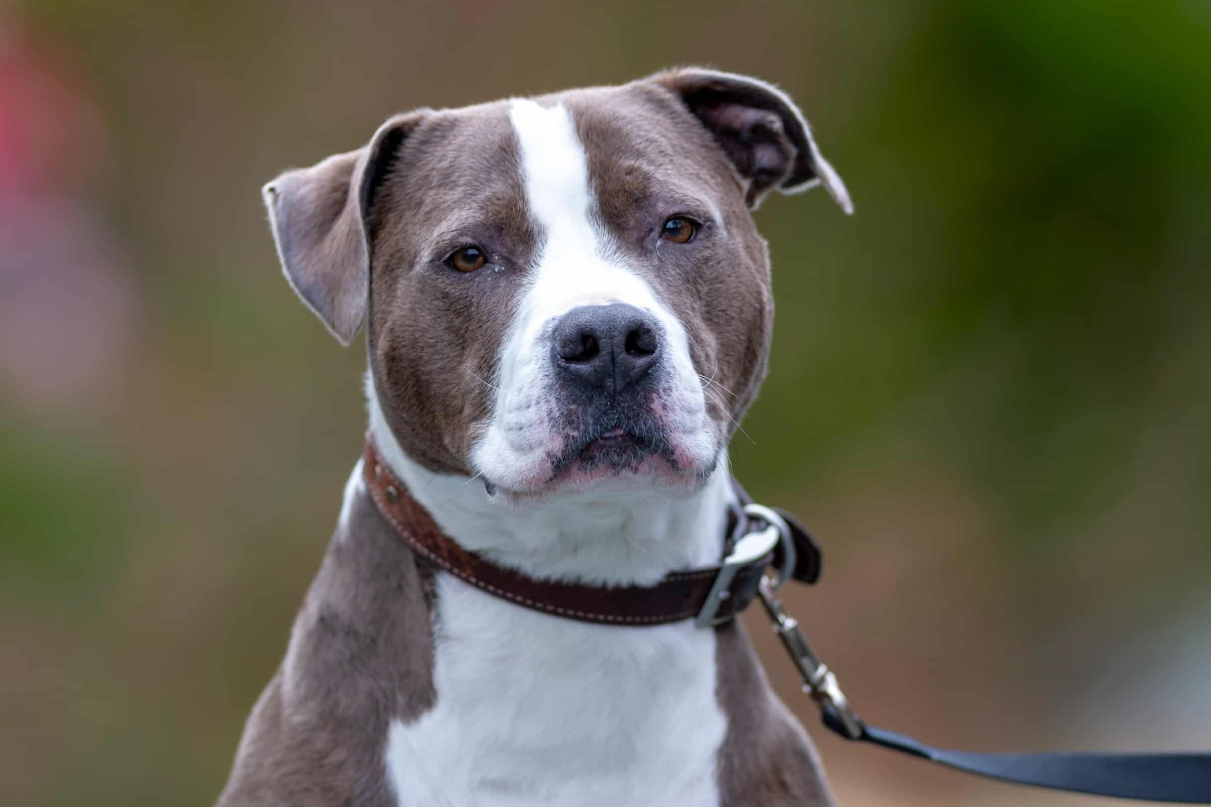 Blue Nose Pitbull: Info, Genetics, Puppy Prices, Pictures & FAQs