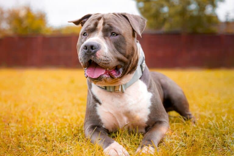Blue Nose Pitbull: Info, Genetics, Puppy Prices, Pictures & FAQs