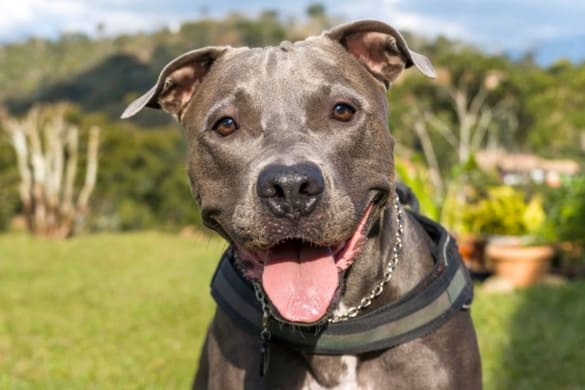 Blue Nose Pitbull: Info, Genetics, Puppy Prices, Pictures & FAQs