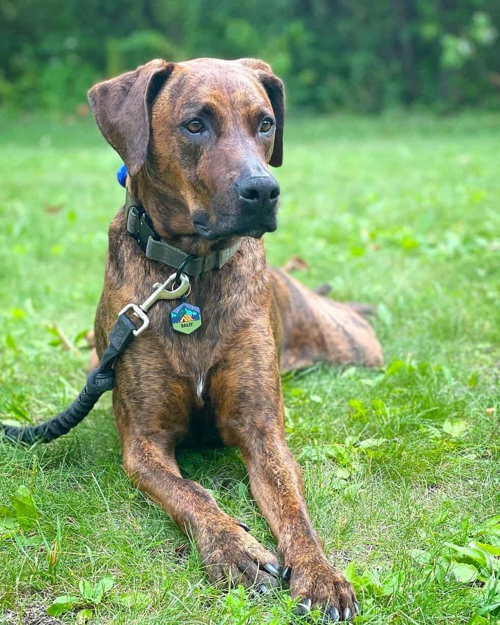 Boxerman | Mixed Breed Information, Pictures, Traits & Facts