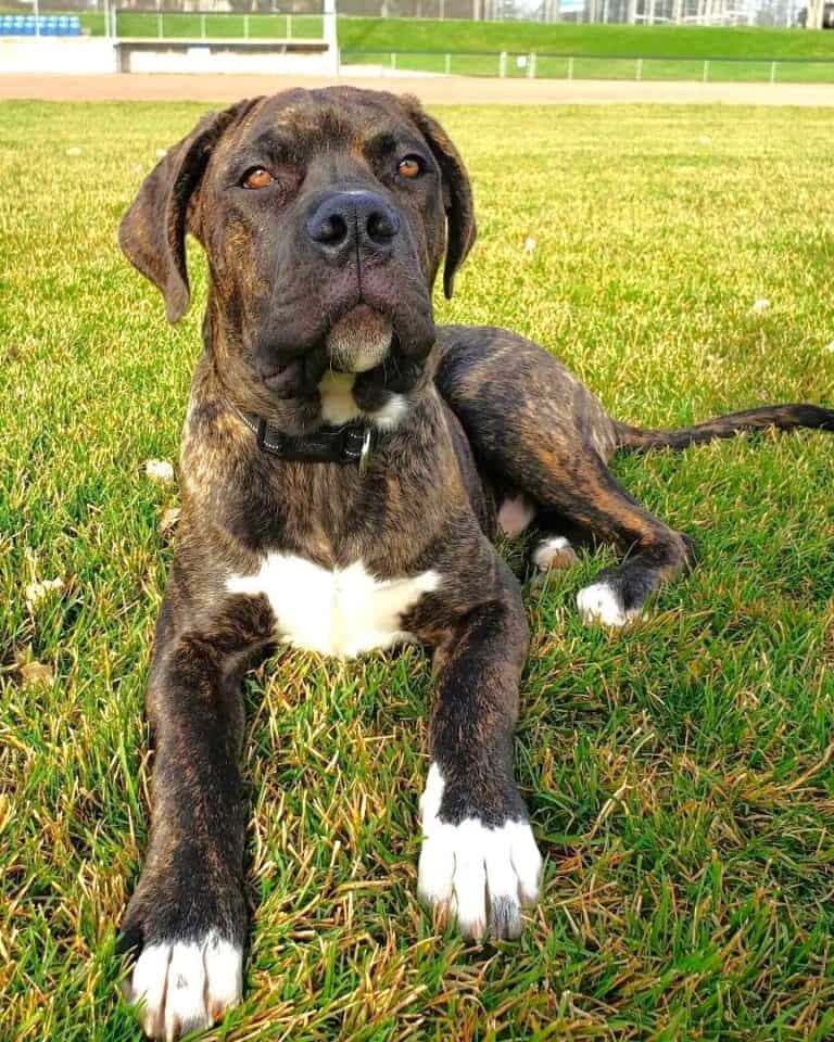 Boxerman | Mixed Breed Information, Pictures, Traits & Facts