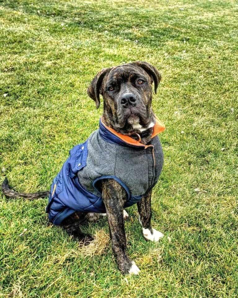 Boxerman | Mixed Breed Information, Pictures, Traits & Facts