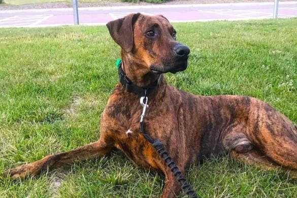 Boxerman | Mixed Breed Information, Pictures, Traits & Facts