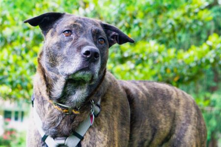 Lab Terrier Mix | Breed Information, Pictures, Traits & Facts