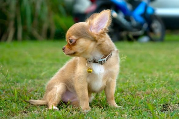 Apple Head Chihuahua: Everything You Need to Know