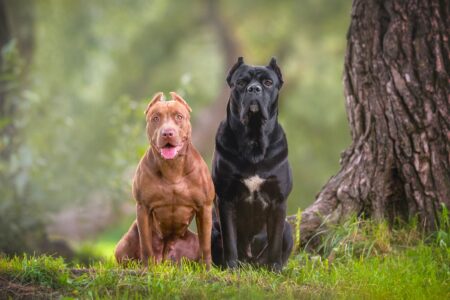 Cane Corso vs. Pitbull: What’s the Difference?