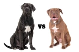 Cane Corso vs. Pitbull: What’s the Difference?