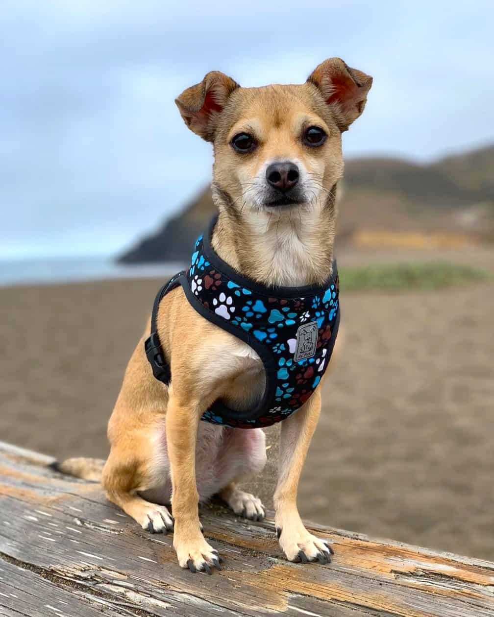 Whippet Chihuahua Mix: Breed Info, Pictures, Traits & Facts