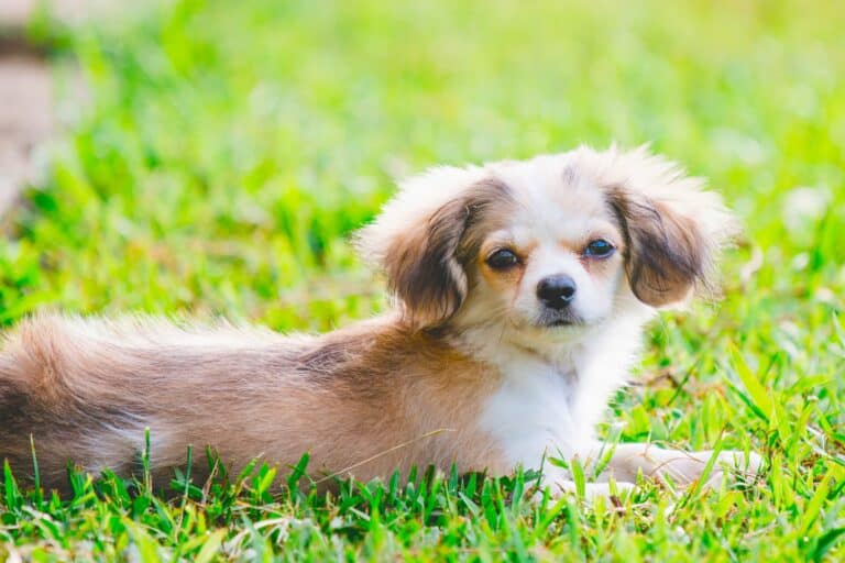 Chihuahua Shih Tzu Mix (Shichi): Info, Pictures, Traits & Facts