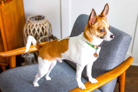 Chihuahua Terrier Mix: Breed Info, Traits & Facts (With Pictures)