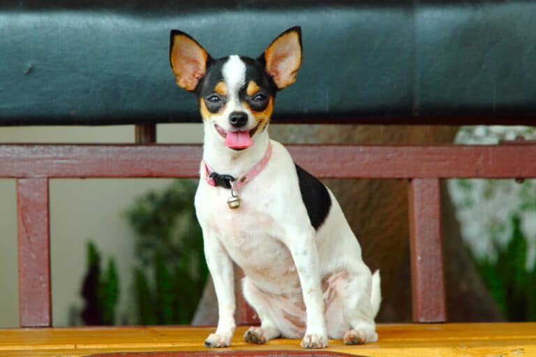 Chihuahua Terrier Mix: Breed Info, Traits & Facts (With Pictures)