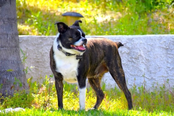 Chihuahua Terrier Mix: Breed Info, Traits & Facts (With Pictures)