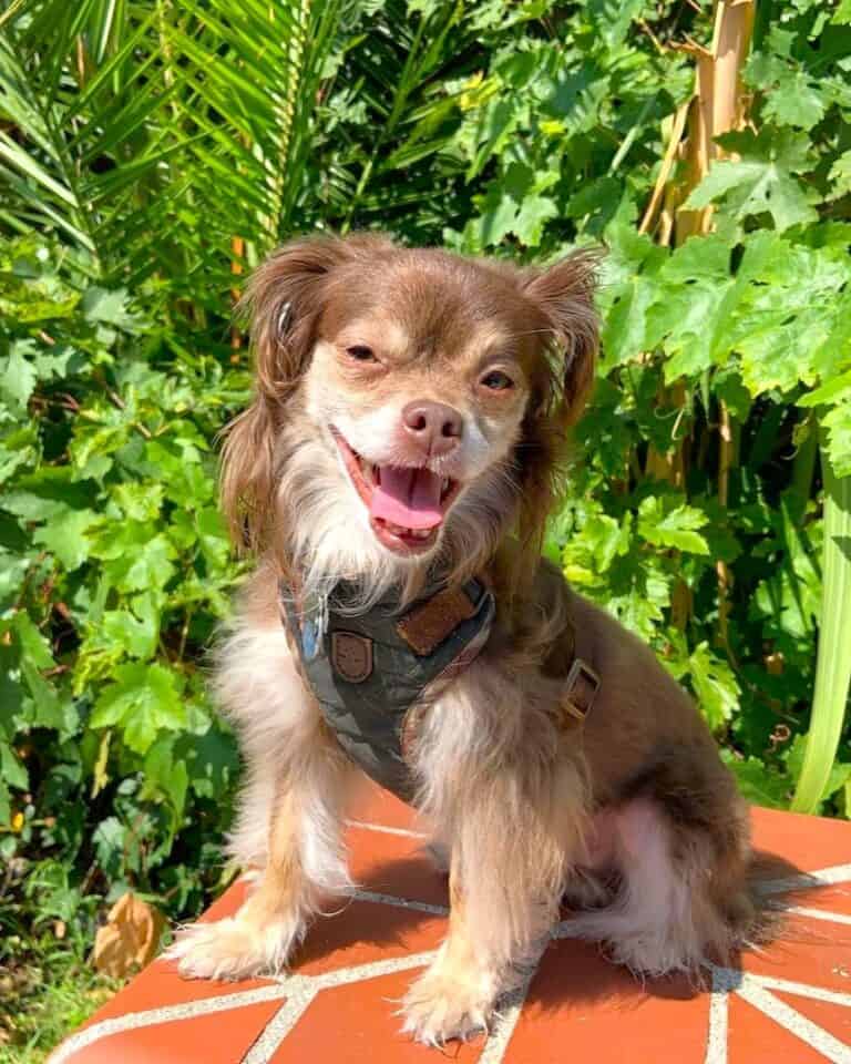 Pekingese Chihuahua Mix (Cheeks): Info, Pictures & Facts