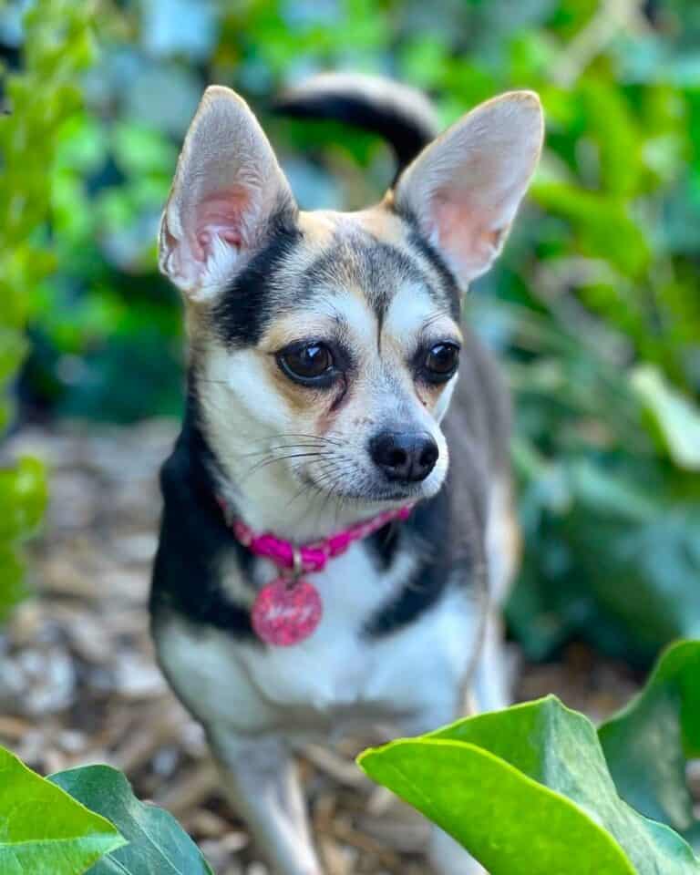 Pear Head Chihuahua: A Guide to This Uncommon Chihuahua