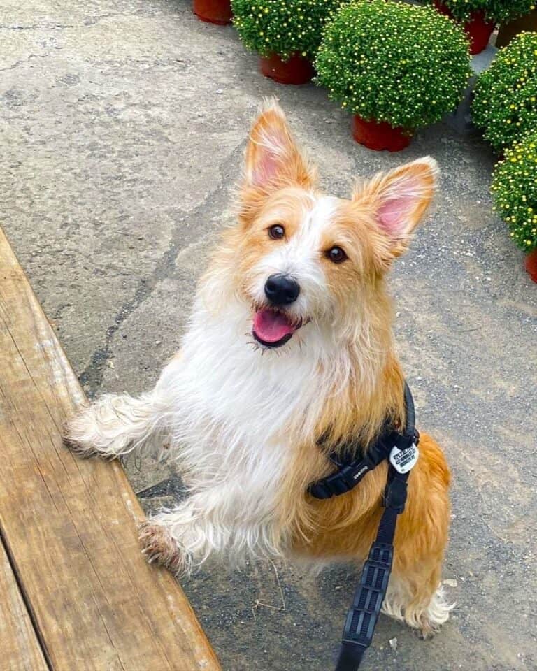 Corkie | Mixed Dog Breed Information & Facts (With Pictures)