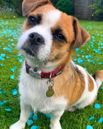 Corkie | Mixed Dog Breed Information & Facts (With Pictures)