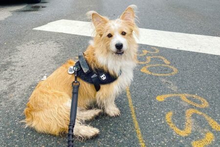 Corkie | Mixed Dog Breed Information & Facts (With Pictures)