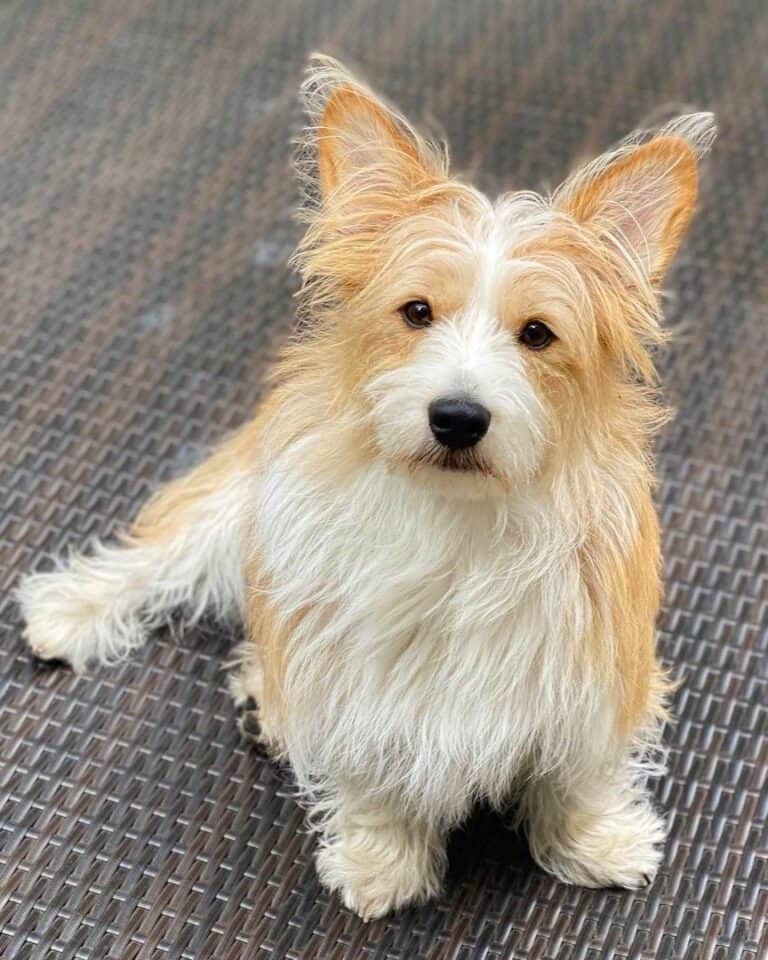 Corkie | Mixed Dog Breed Information & Facts (With Pictures)