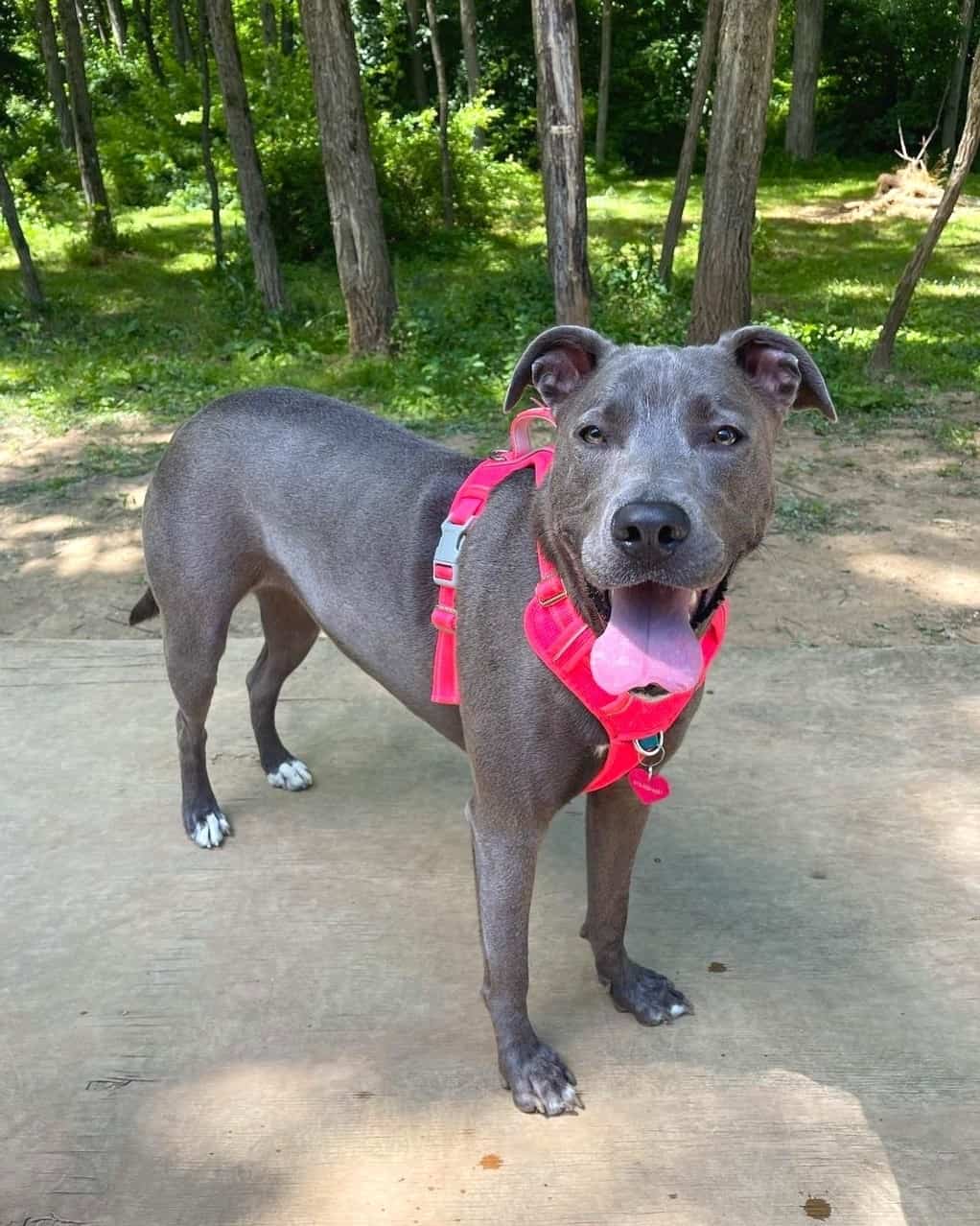 Coonhound Pitbull Mix: Info, Traits & Facts (With Pictures)