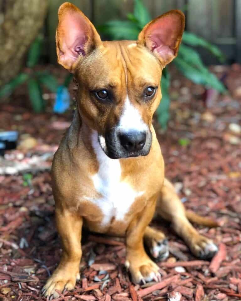 Miniature Boxer: Breed Info, Pictures, Care Guide & Facts