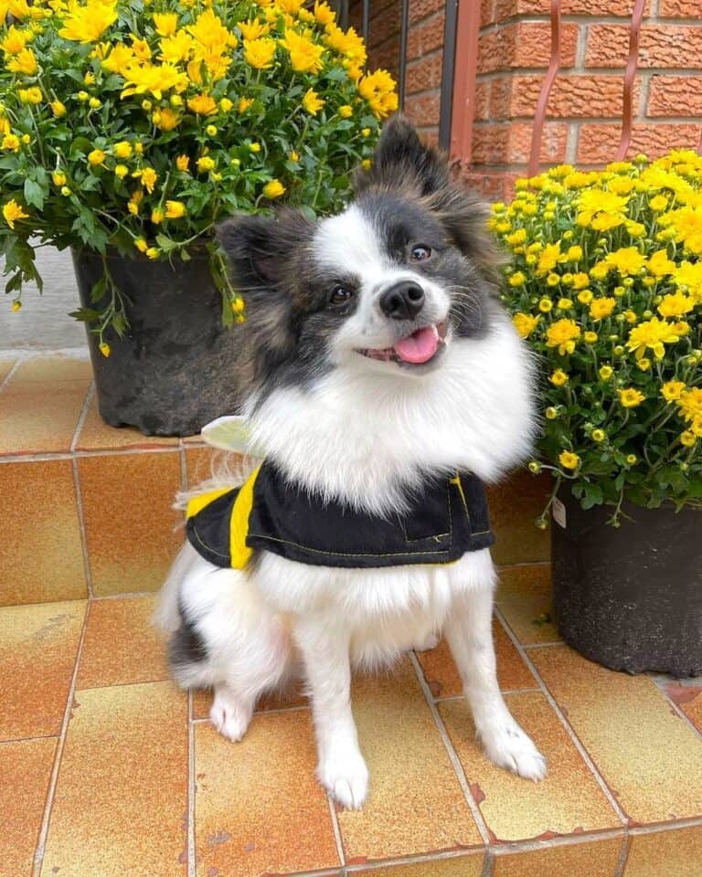Aussie Pom (Australian Shepherd & Pomeranian Mix)