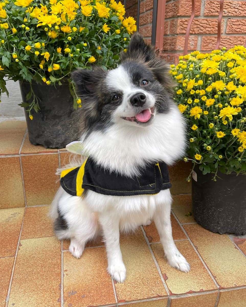 7 Different Types of Pomeranians (With Pictures & Facts)