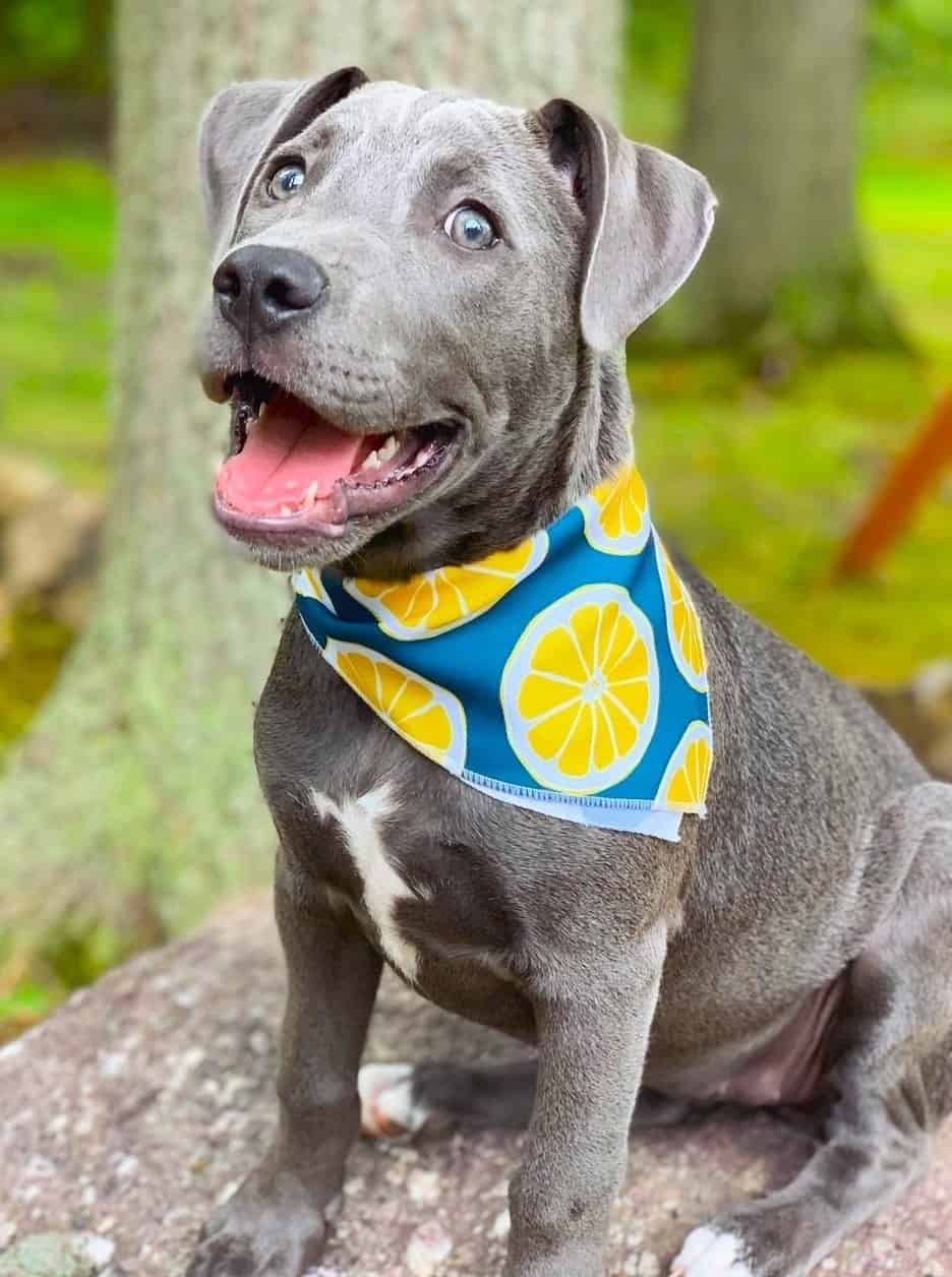 Coonhound Pitbull Mix: Info, Traits & Facts (With Pictures)