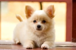 Pomchi | Mixed Breed Information, Pictures, Traits & Facts