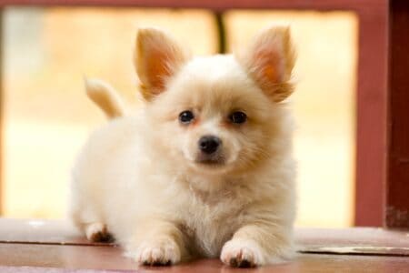 Pomchi | Mixed Breed Information, Pictures, Traits & Facts