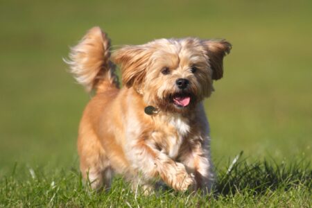 Shorkie | Mixed Breed Information, Pictures, Traits & Facts