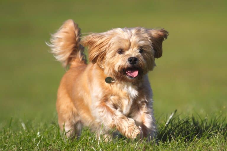 Shorkie | Mixed Breed Information, Pictures, Traits & Facts